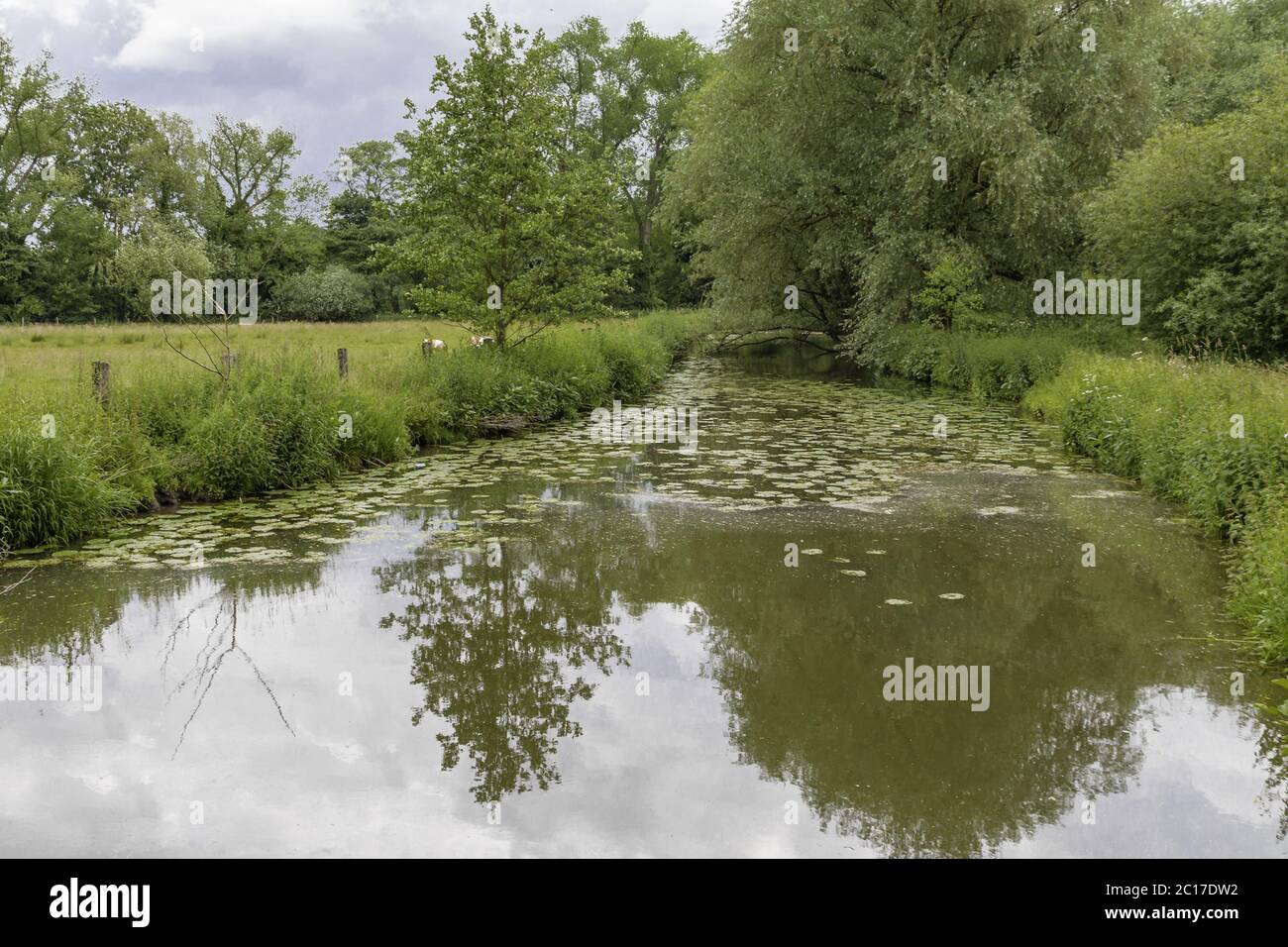Cattle river fence hi-res stock photography and images - Alamy