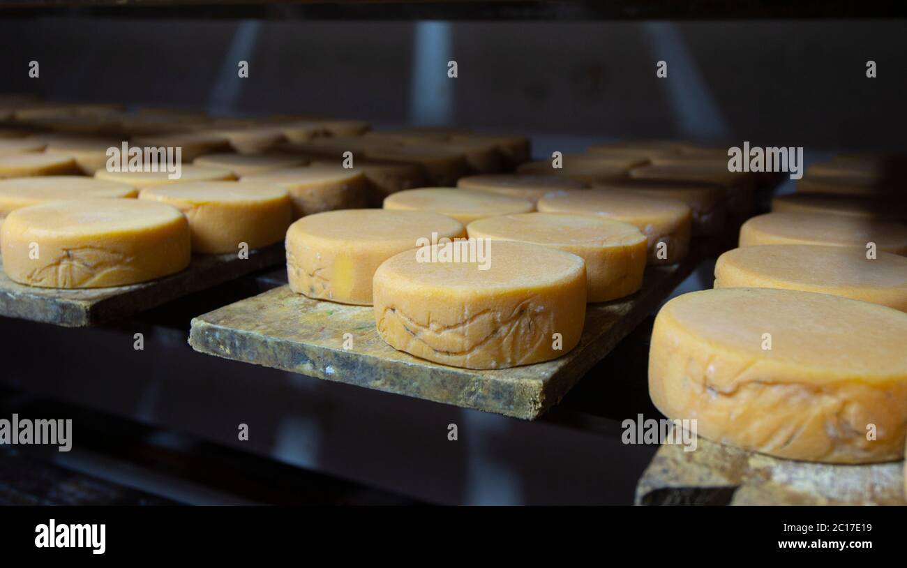 Approach to a batch of cheeses on wooden boards inside a cheese aging ...