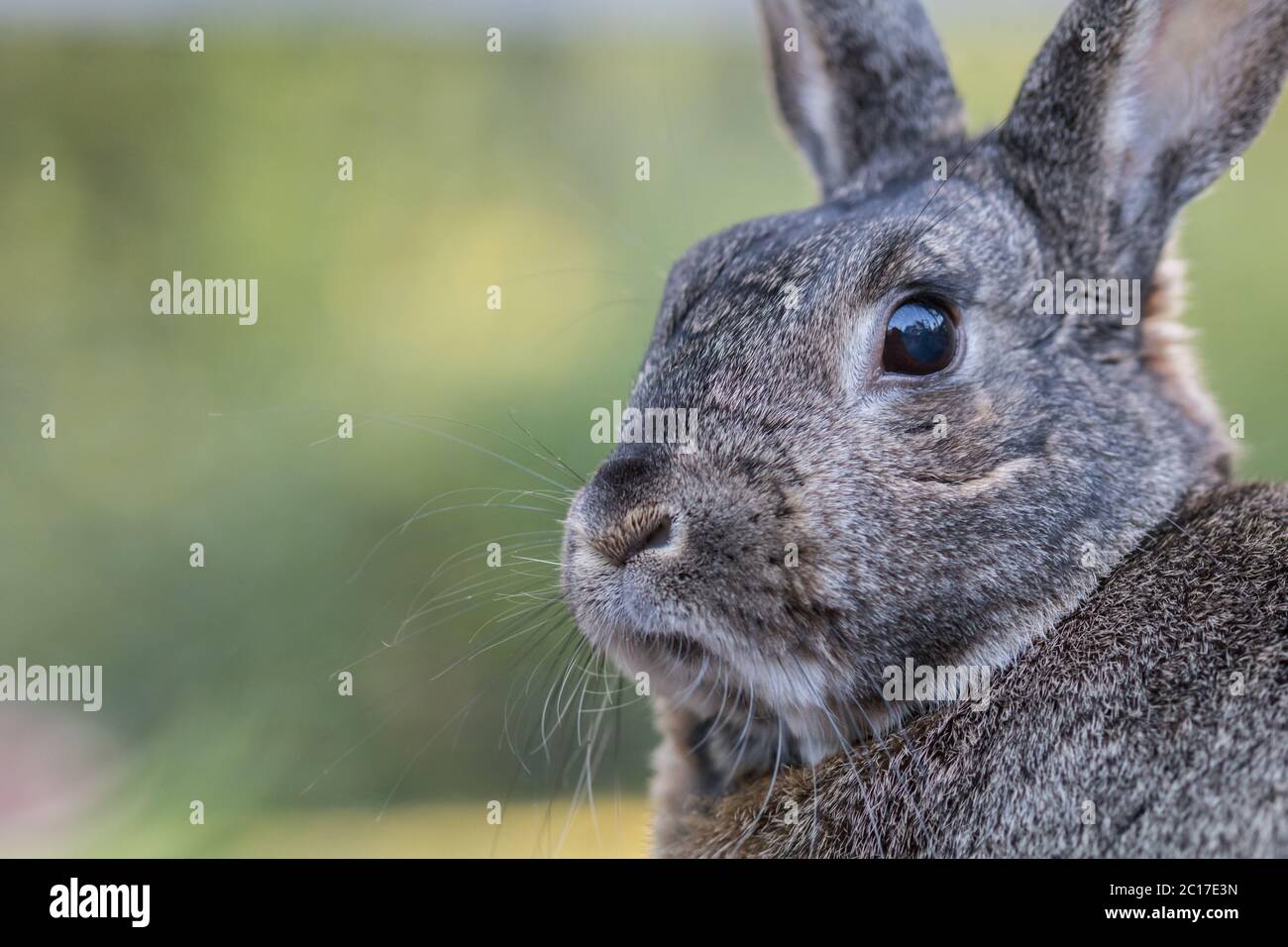 Small gray and white domestic house rabbit side profile in the garden ...