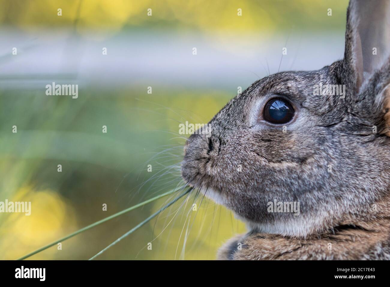 Small gray and white domestic house rabbit side profile in the garden ...