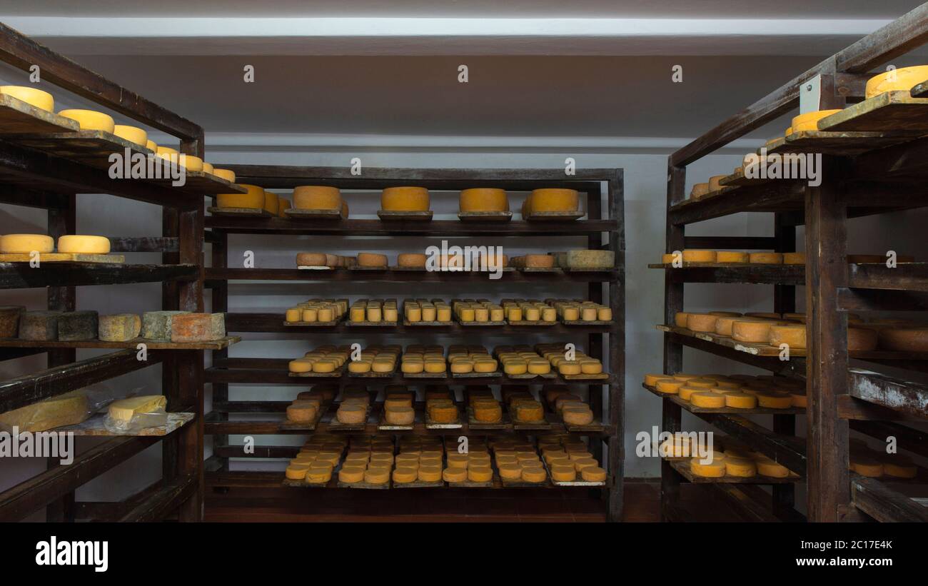 View of the interior of an aging cellar of cheeses with wooden shelves ...