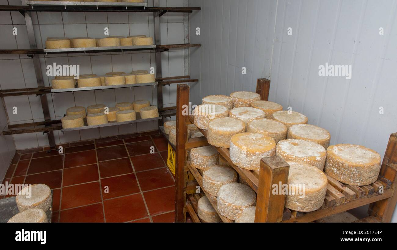 Group of cheeses stored on wooden shelves inside a cold cellar Stock ...