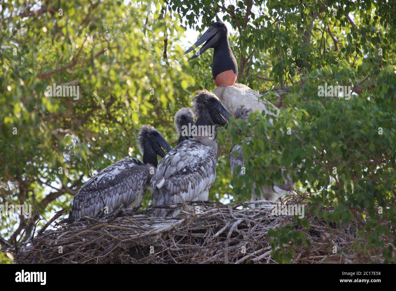 Jabiru Stork Baby