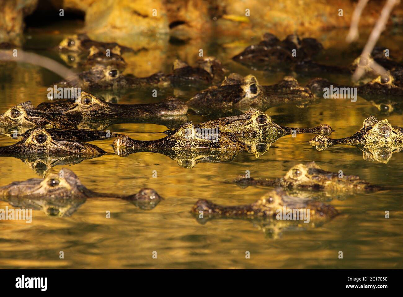 Eyes of Black caimans in the golden evening light, Pantanal, Brazil ...