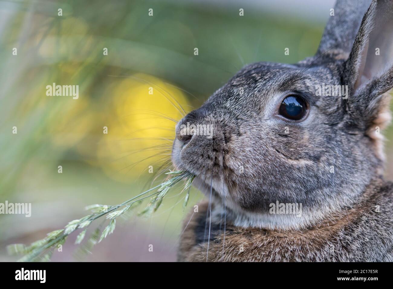Small gray and white domestic house rabbit side profile in the garden ...