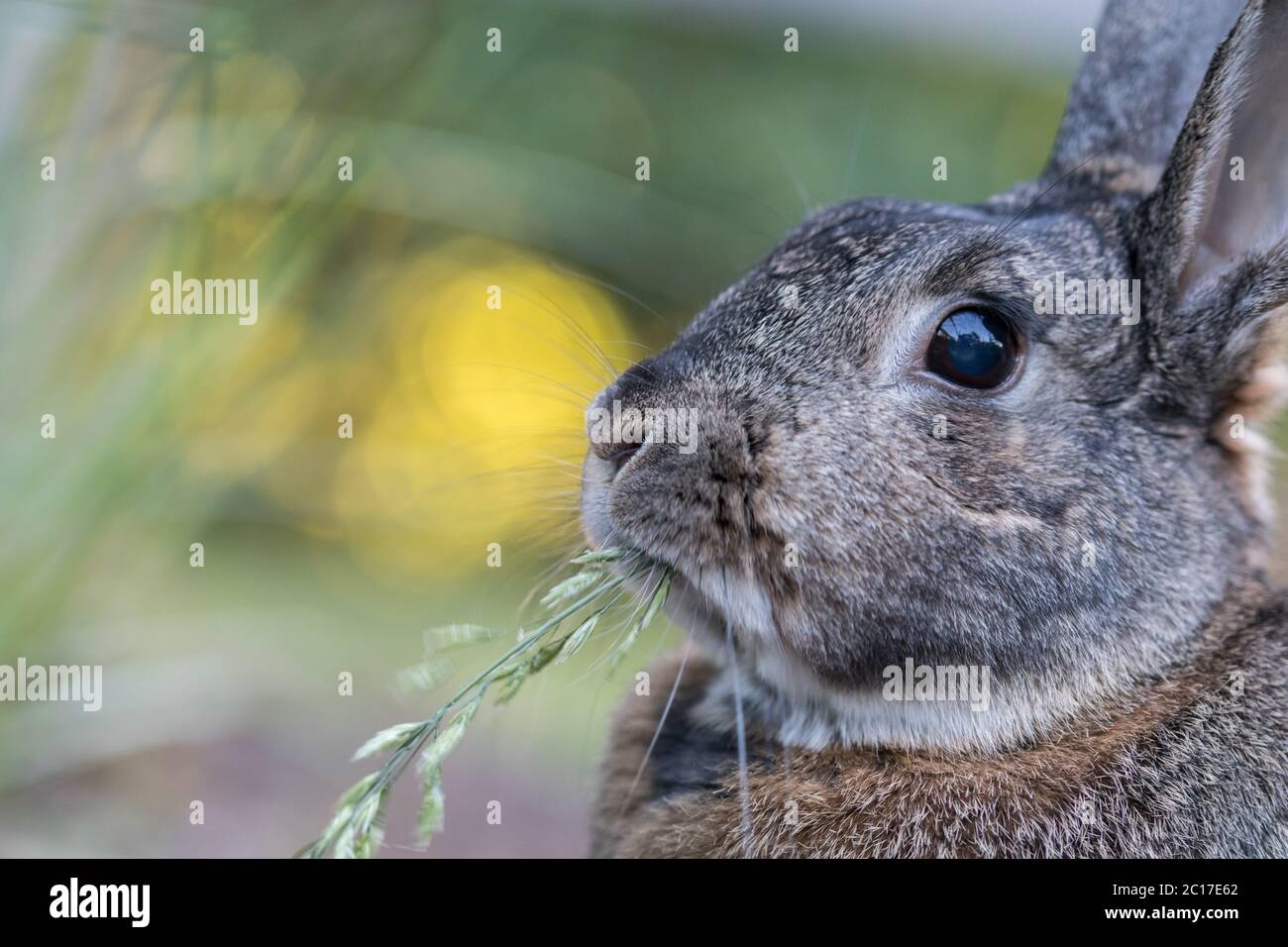 Small gray and white domestic house rabbit side profile in the garden ...