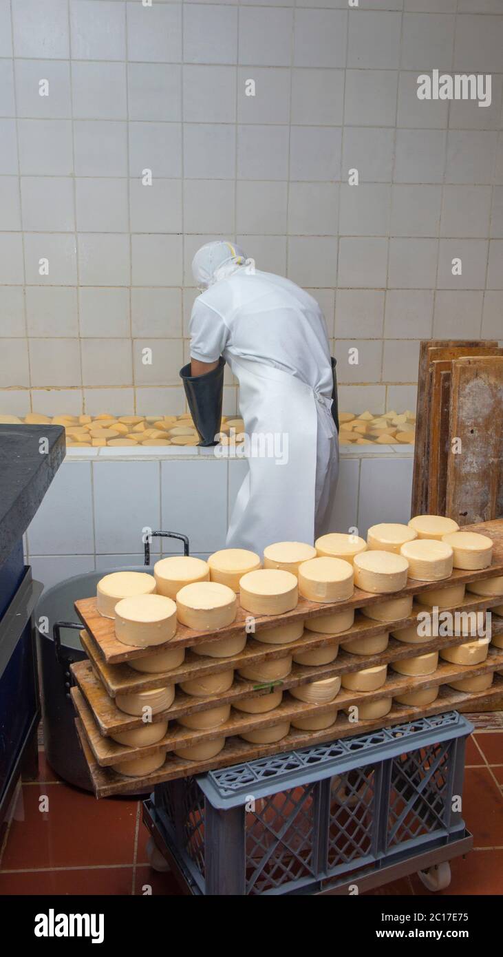 Worker placing cheeses inside a pool to soak them in brine. Cheese ...