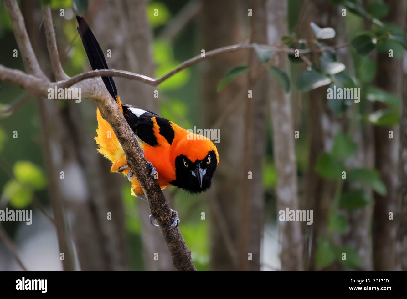 Troupial bird hi-res stock photography and images - Alamy