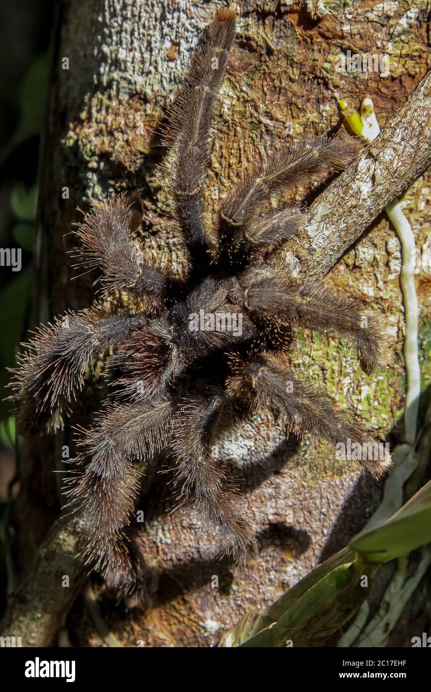Amazon rainforest spider hi-res stock photography and images - Alamy