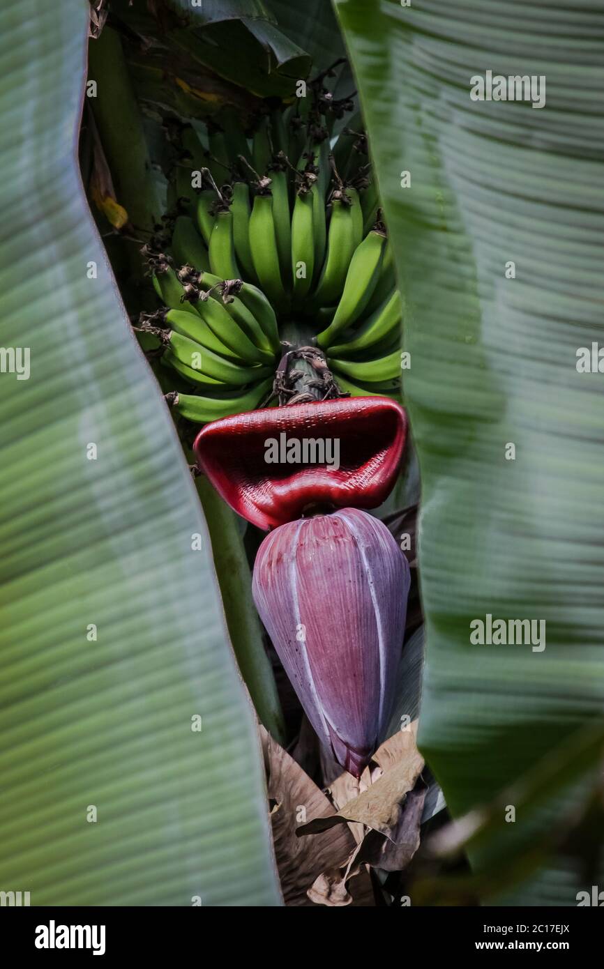 Real Banana Tree With Bananas High Resolution Stock Photography and ...