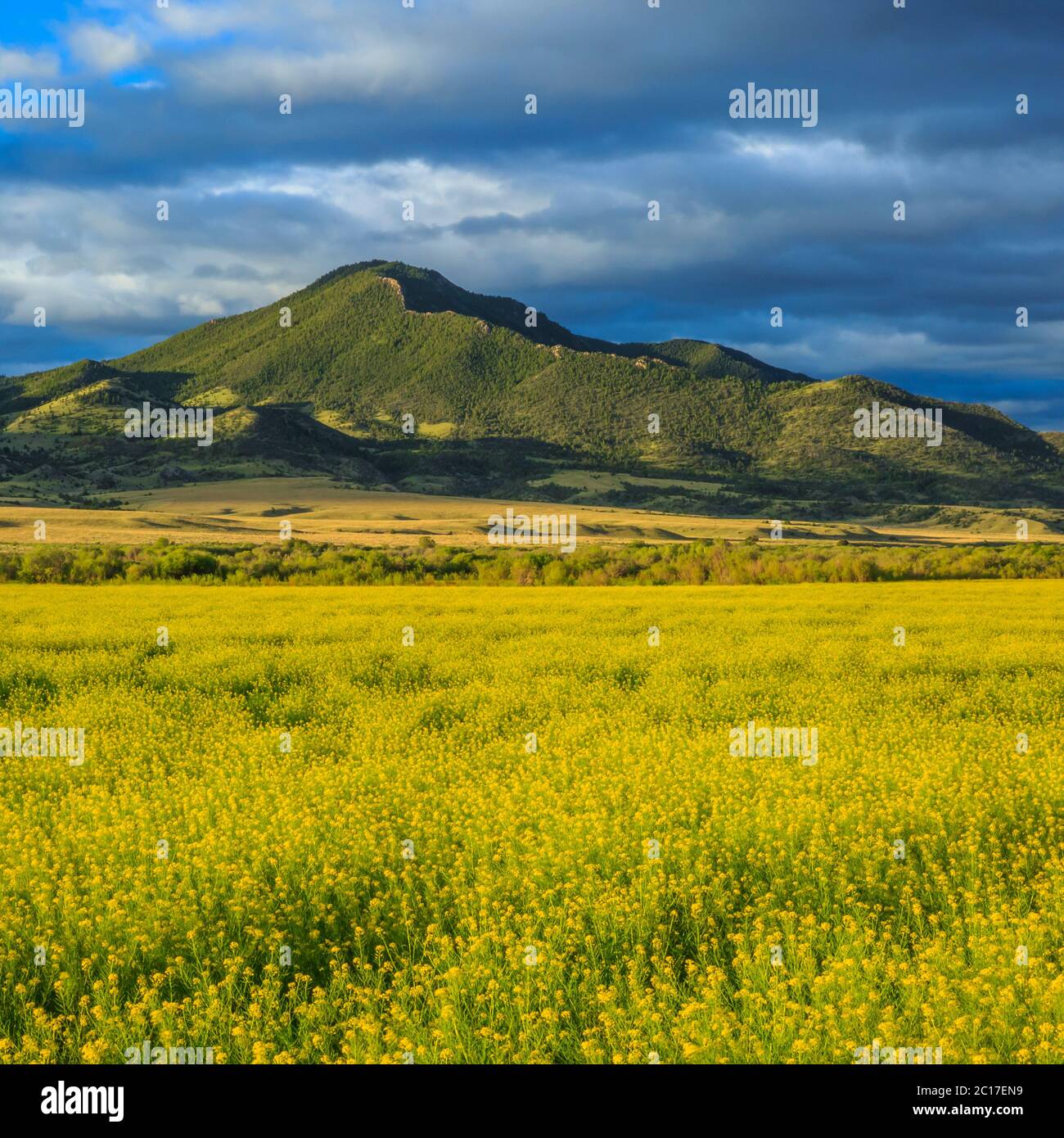 field of canola below doherty mountain in the boulder river valley near ...