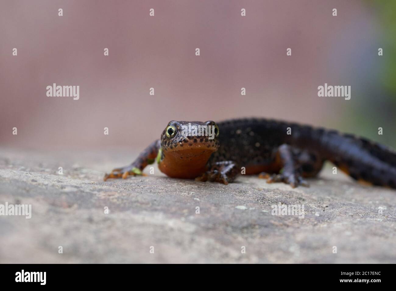 Alpine newt Ichthyosaura alpestris Amphibian Orange Belly Stock Photo ...