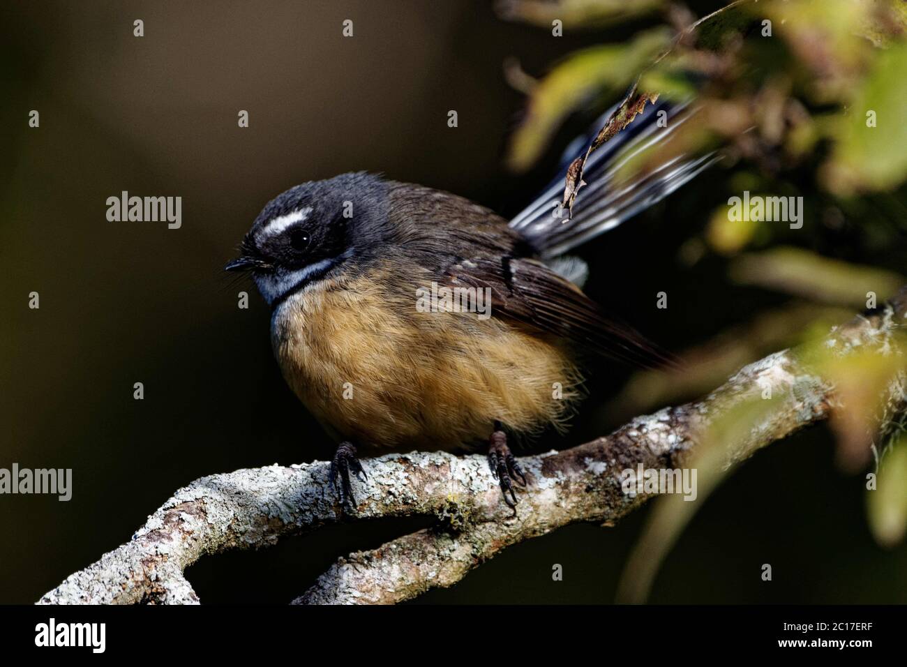 The fantail is one of New Zealand’s best known birds, with its ...