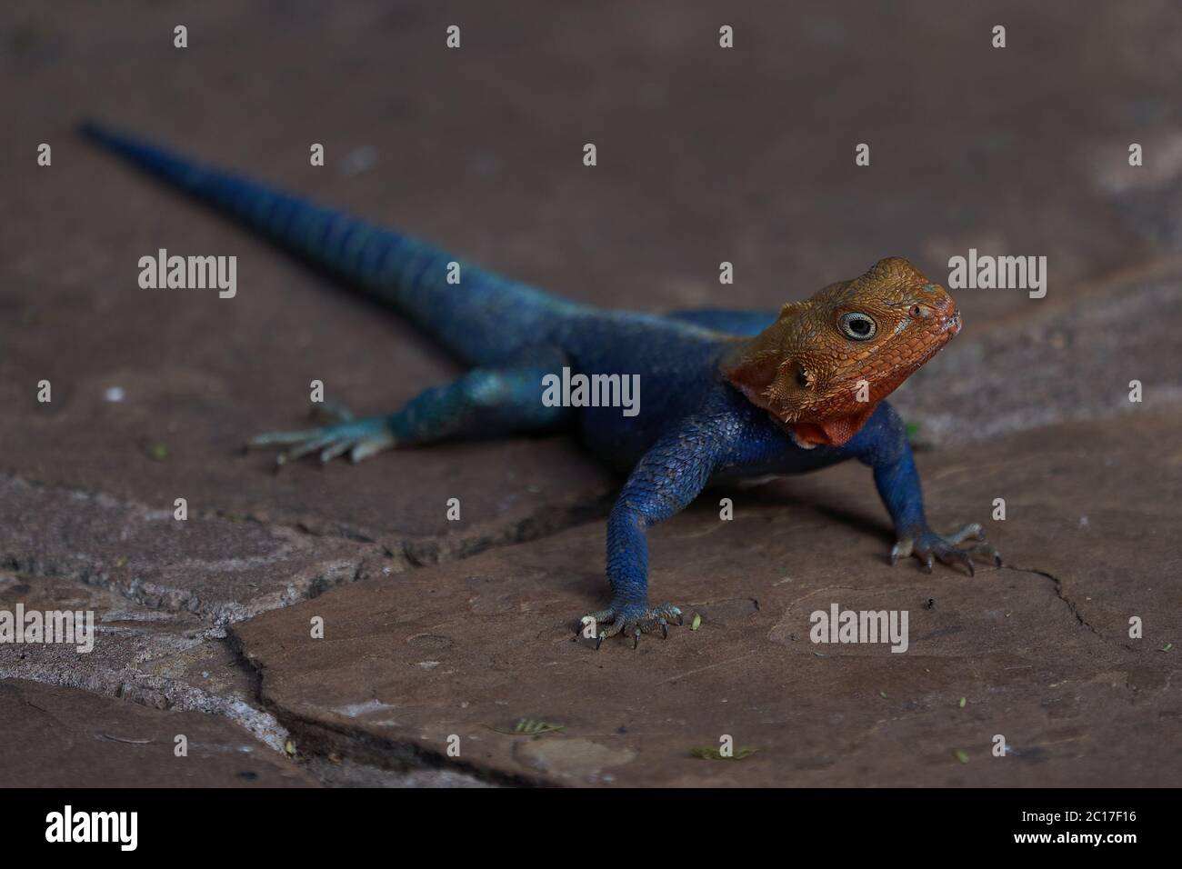 Common agama red headed rock agama or rainbow agama a lizard family ...