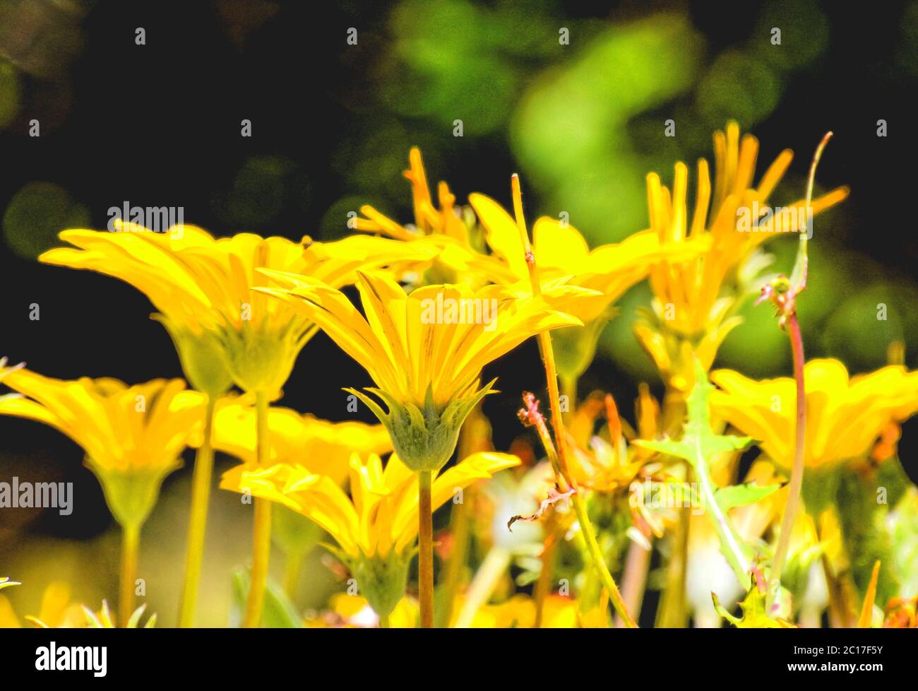 Blooming Flower Background Stock Photo - Alamy