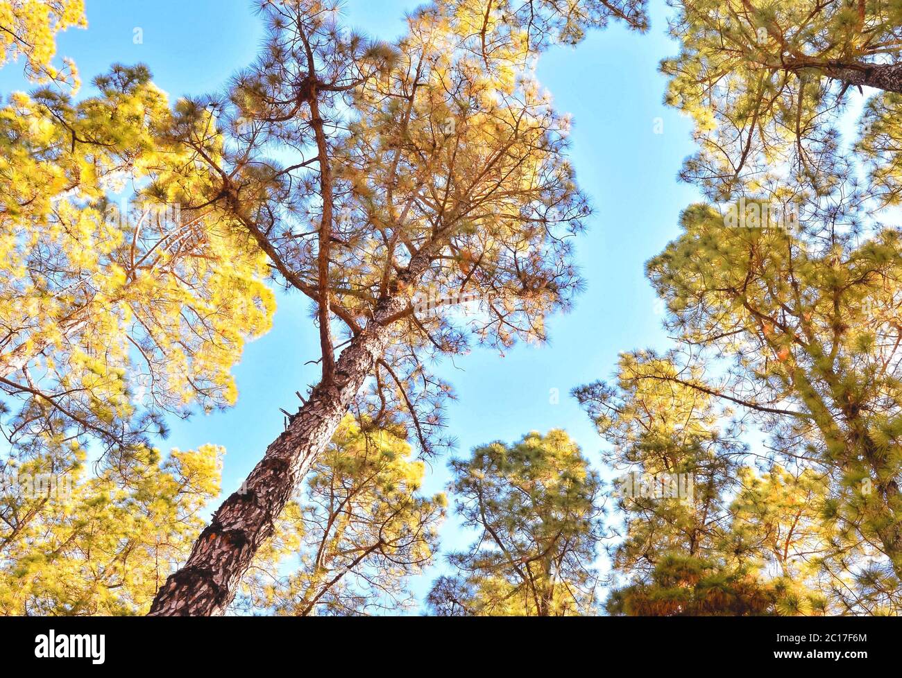 Pine Tree View Stock Photo - Alamy