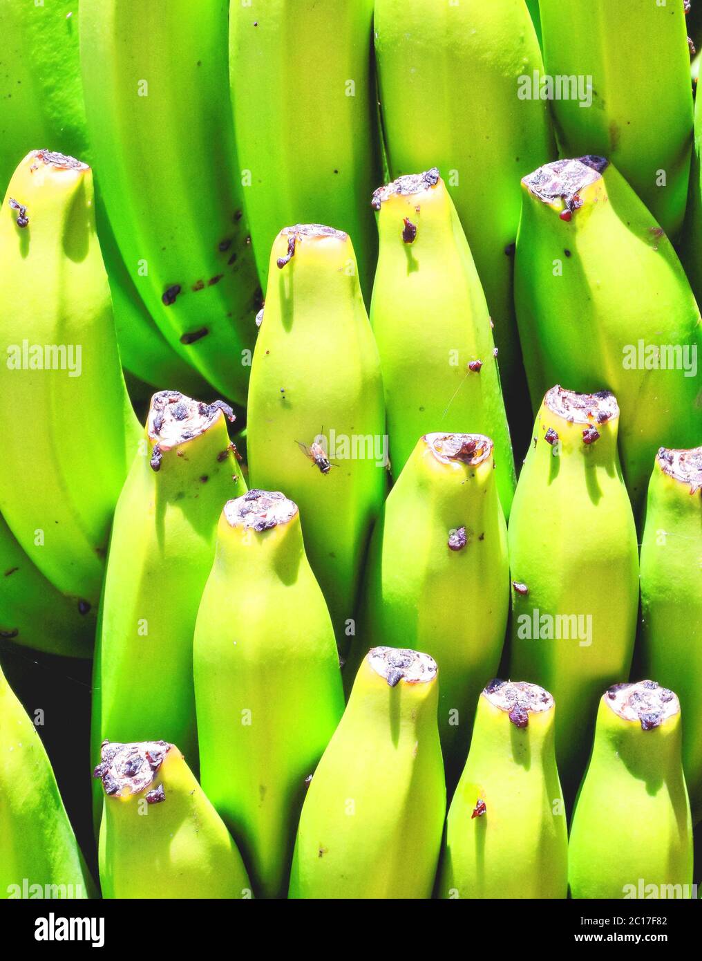 Banana Plantation Field Stock Photo - Alamy