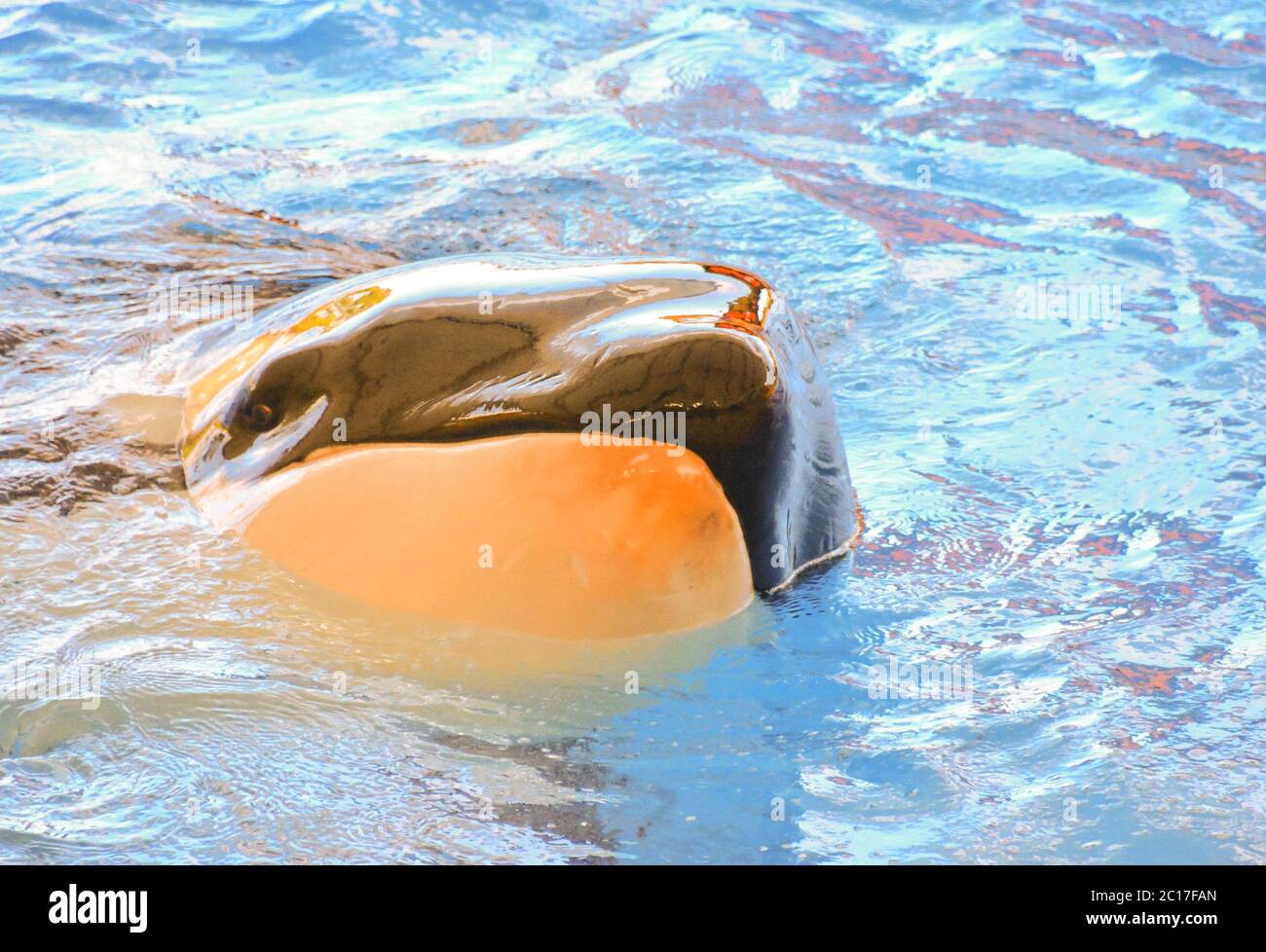 Mammal Orca Killer Whale Fish Stock Photo - Alamy