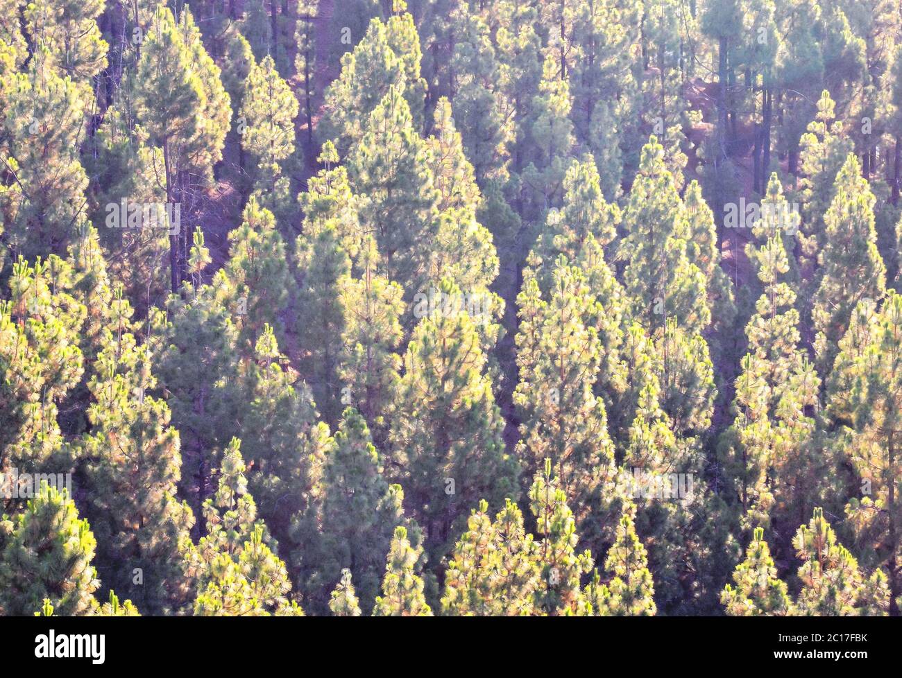 Top view pine tree trunk hi-res stock photography and images - Alamy