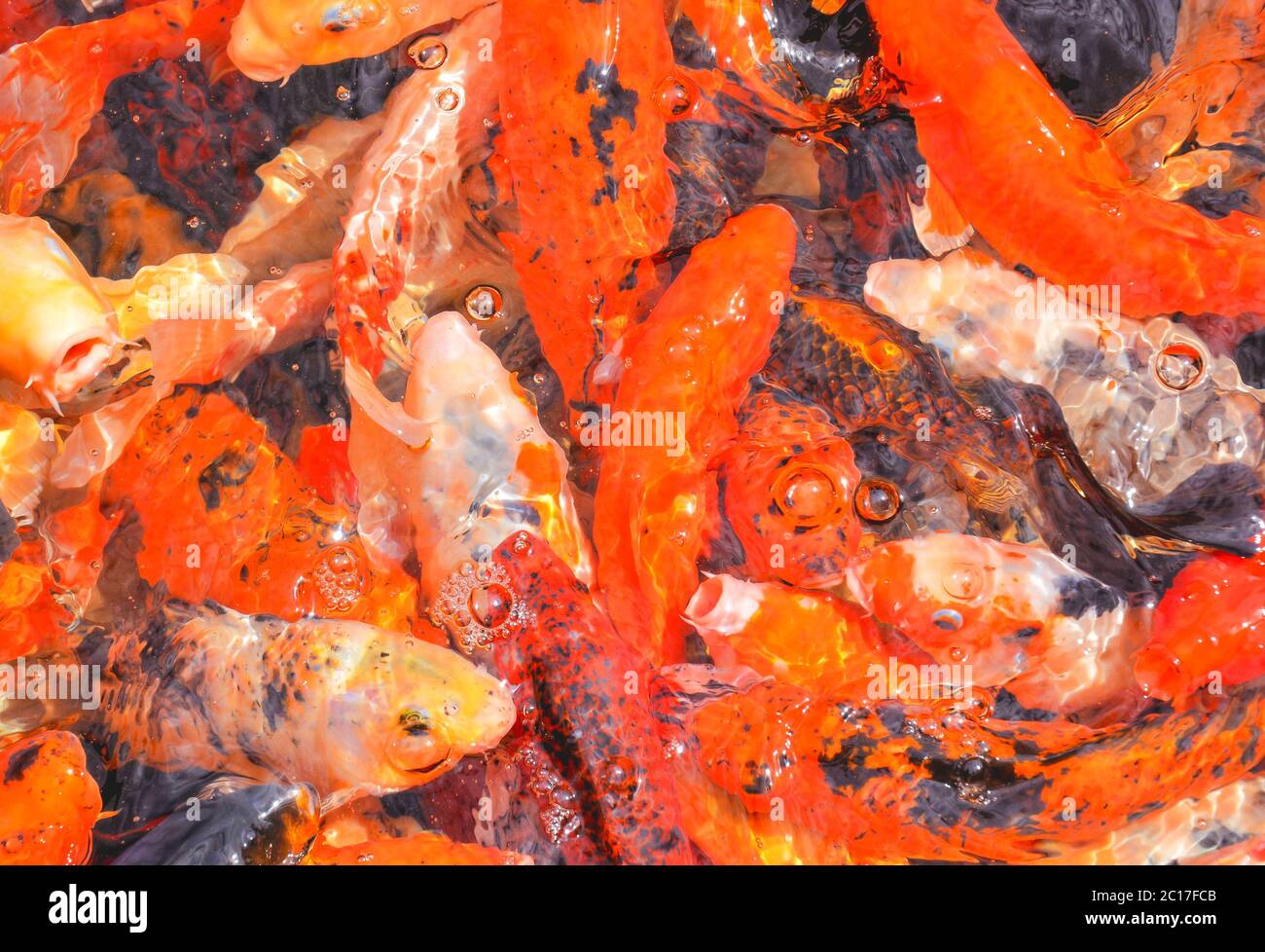 Fish texture hi-res stock photography and images - Alamy