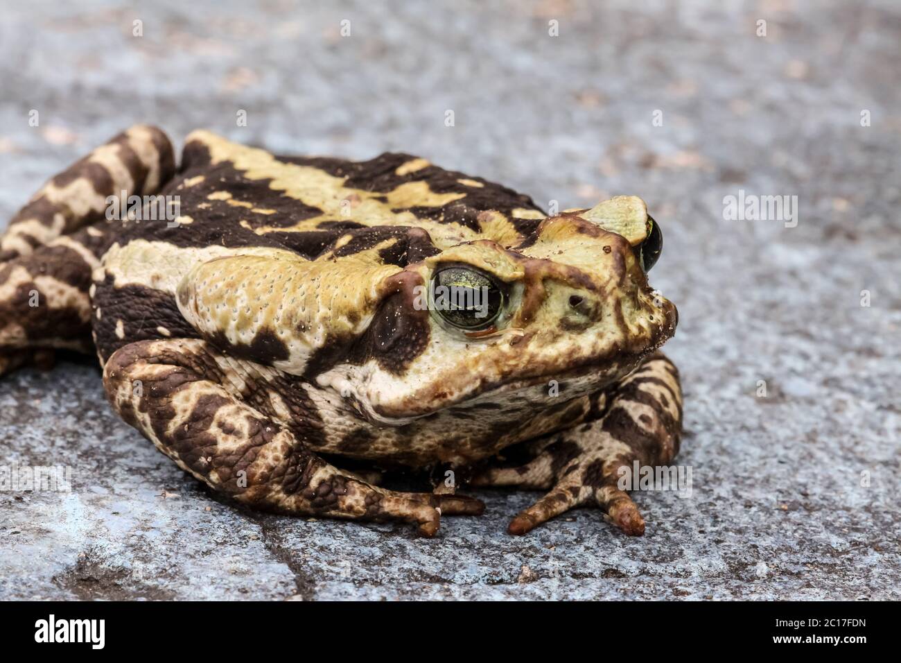 Yellow Toad High Resolution Stock Photography and Images - Alamy