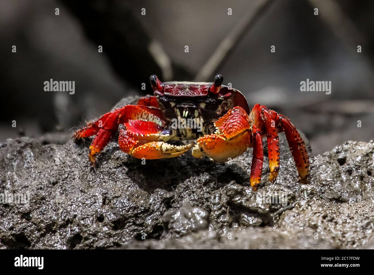Mangrove Crab