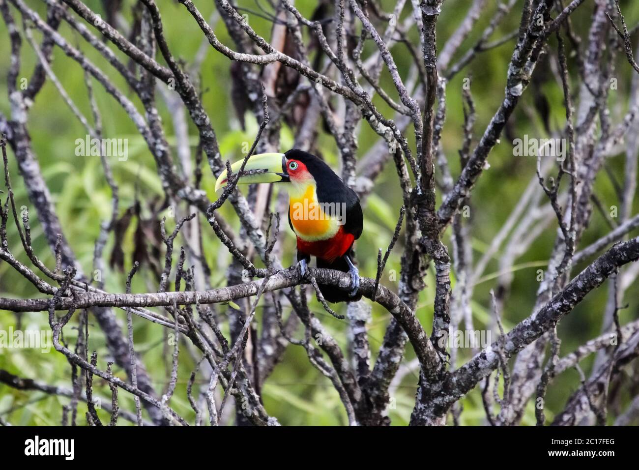 Red breasted toucan hi-res stock photography and images - Alamy