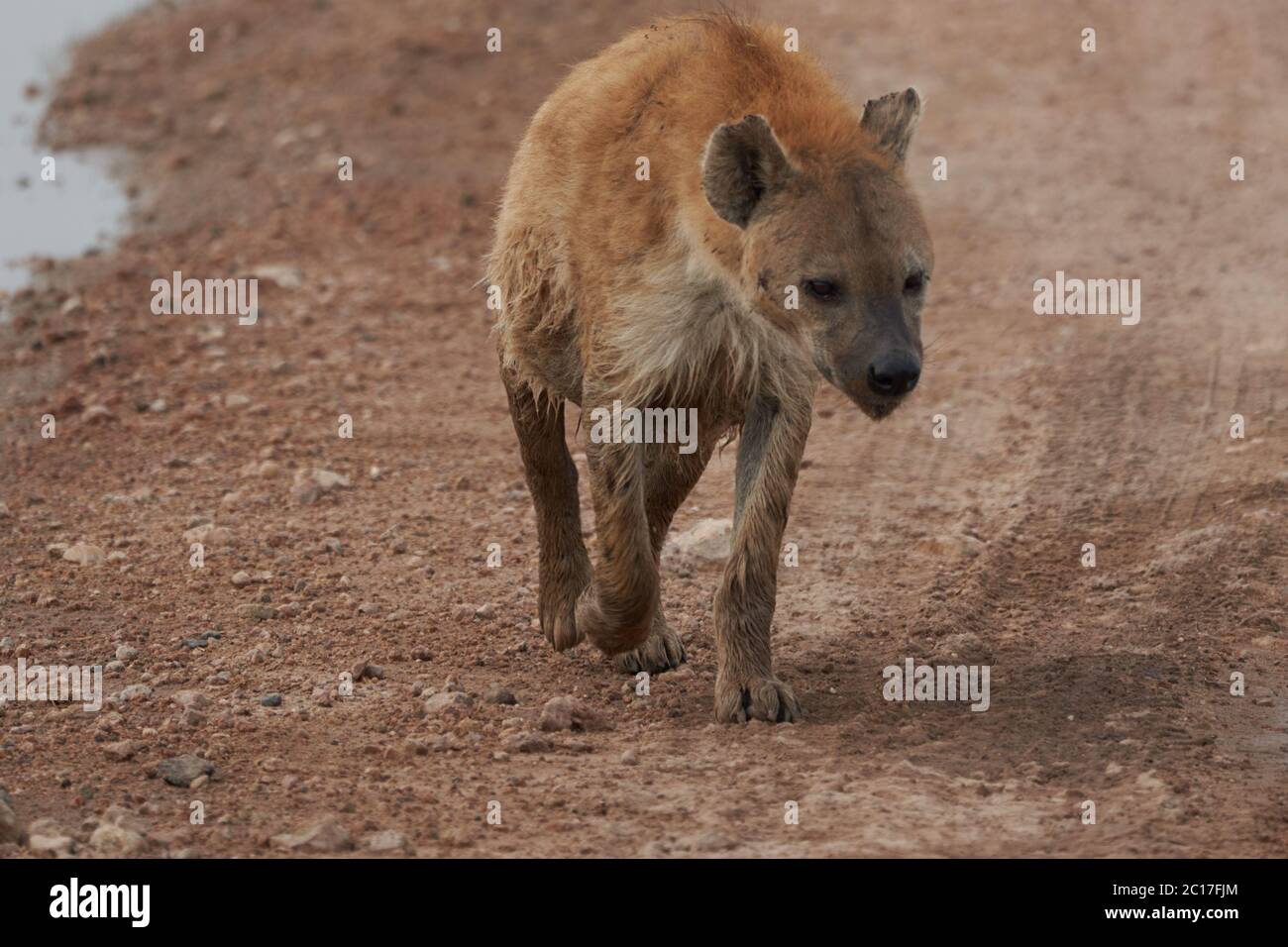 Laughing hyena africa hi-res stock photography and images - Alamy
