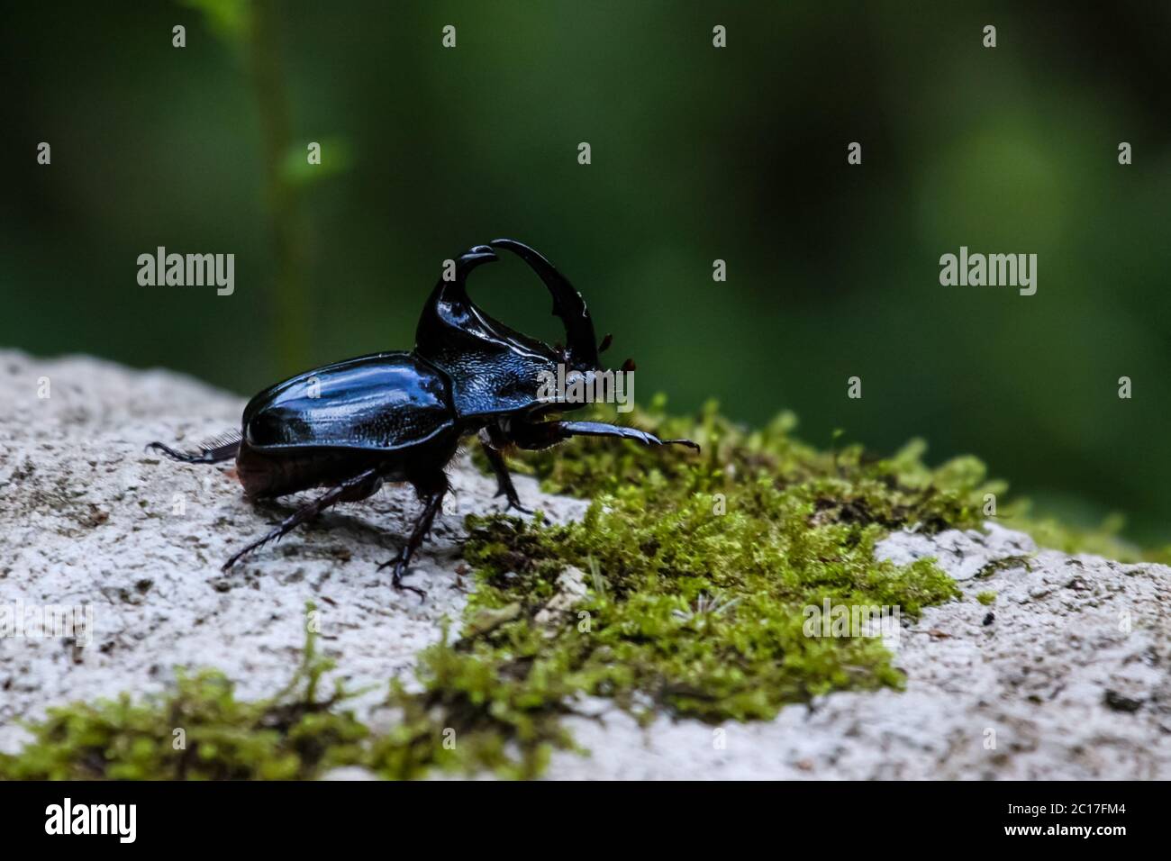 Atlantic forest animals hi-res stock photography and images - Alamy