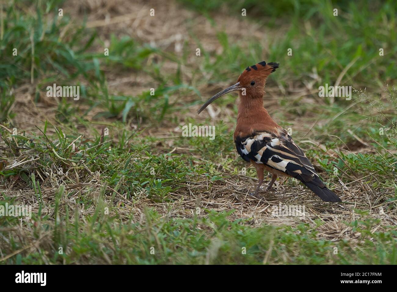 Upupidae hi-res stock photography and images - Alamy