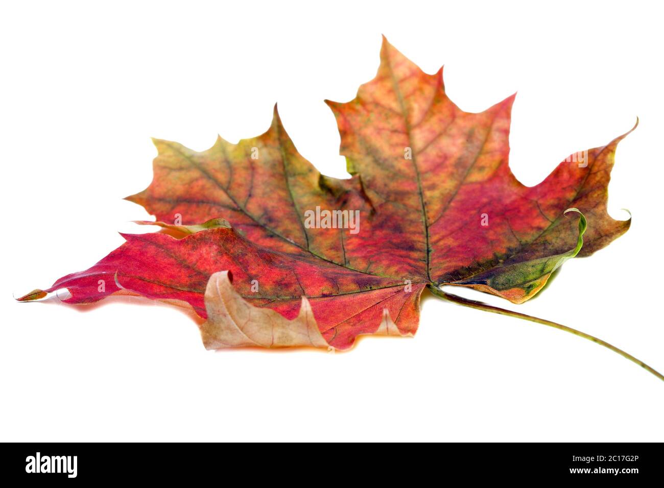 bright maple leaf Stock Photo - Alamy