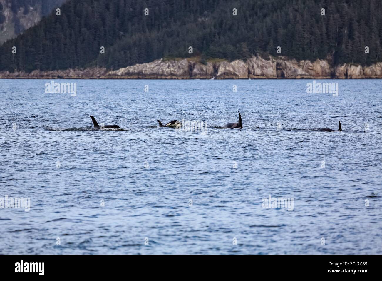 Group of orcas or killer whales swimming on the wa hi-res stock photography and images - Alamy