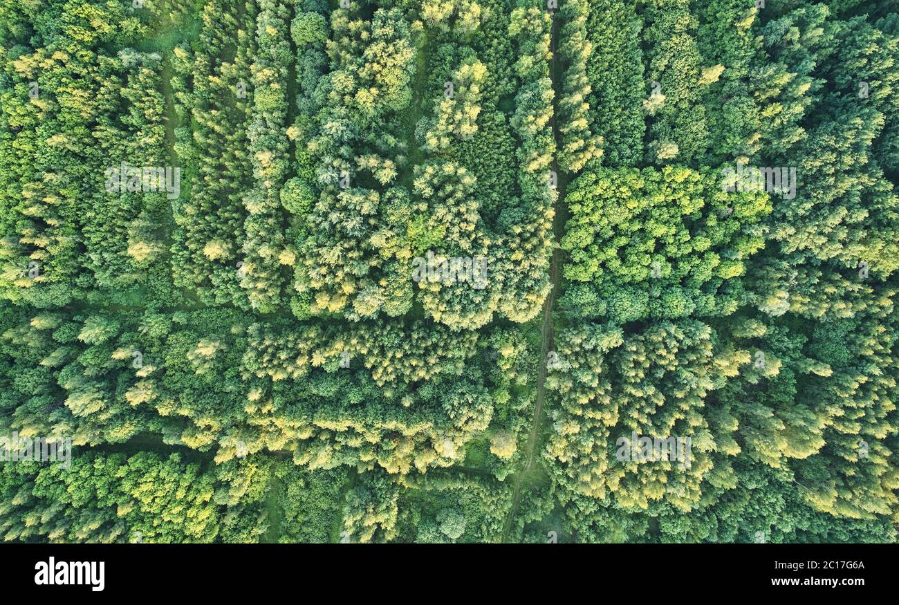 Grass texture top view hi-res stock photography and images - Alamy