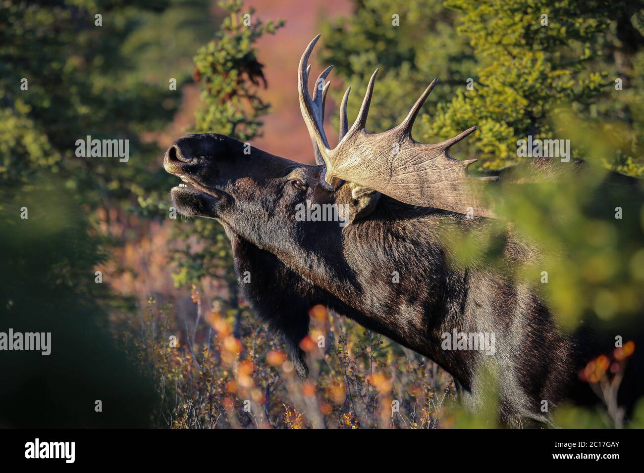 Profile light hi-res stock photography and images - Alamy