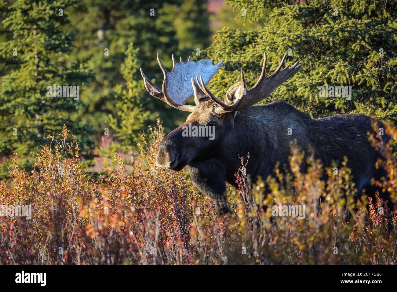 Close up moose nose hi-res stock photography and images - Alamy