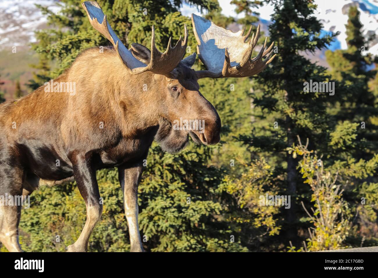 Close up moose nose hi-res stock photography and images - Alamy