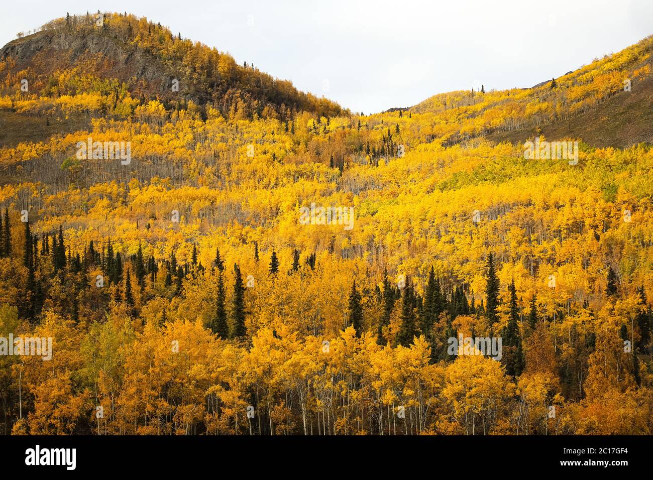 Fall foliage denali national park hi-res stock photography and images ...