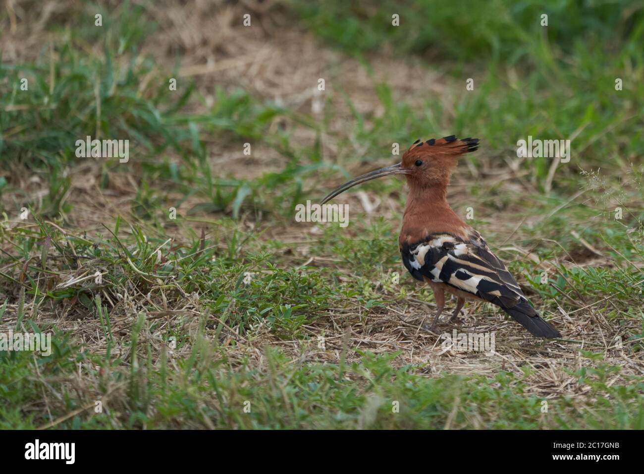 African hoopoe Upupa africana Upupidae Portrait Gras Stock Photo - Alamy
