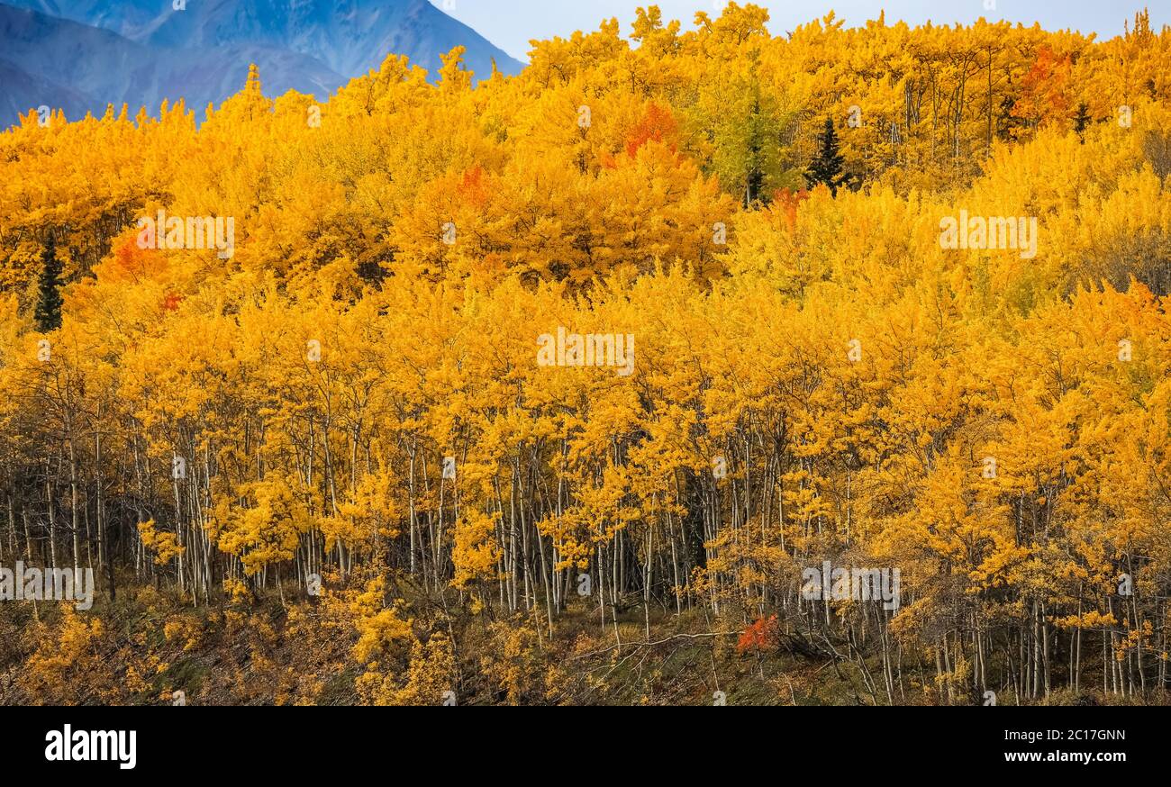 Fall colours in Denali National Park, Alaska Stock Photo - Alamy