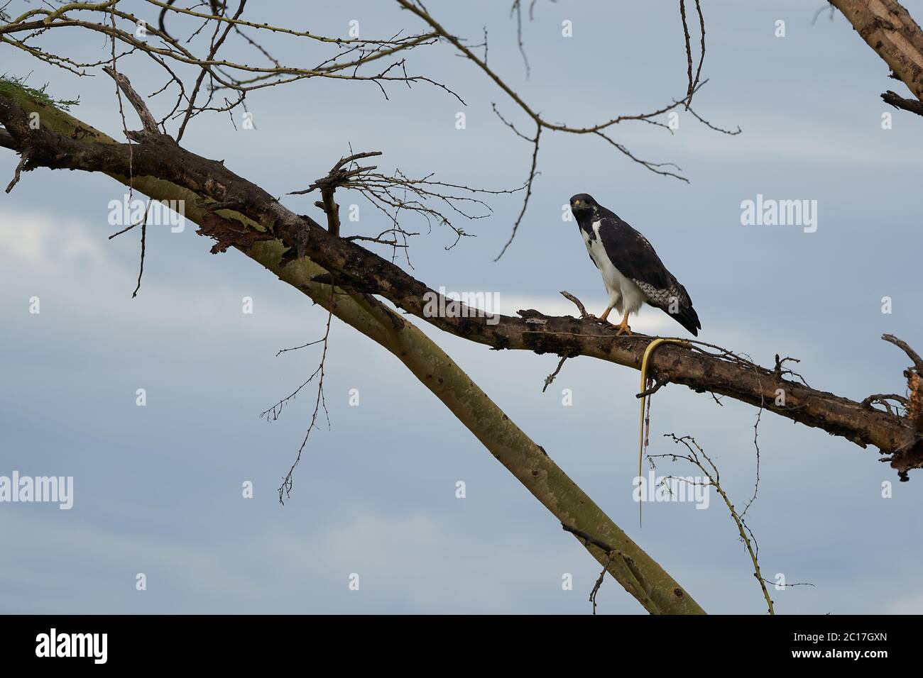 Augur buzzard Couple Buteo augurarge African bird of prey with catch ...