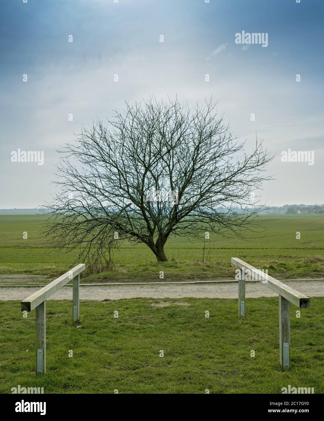 Tree in the field Stock Photo - Alamy