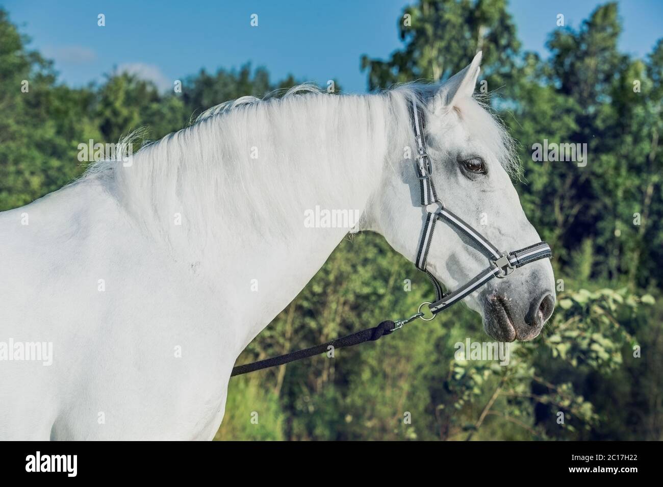 Lipizzaner Horse High Resolution Stock Photography and Images - Alamy