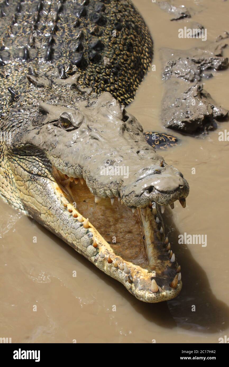 Saltwater crocodile mouth open hi-res stock photography and images - Alamy