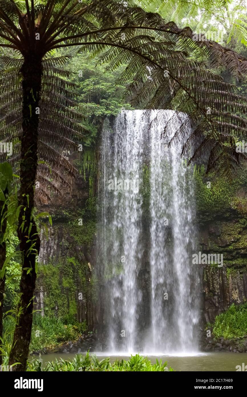 Milla Milla Falls, Atherton Tableland, Queensland, Australia Stock ...