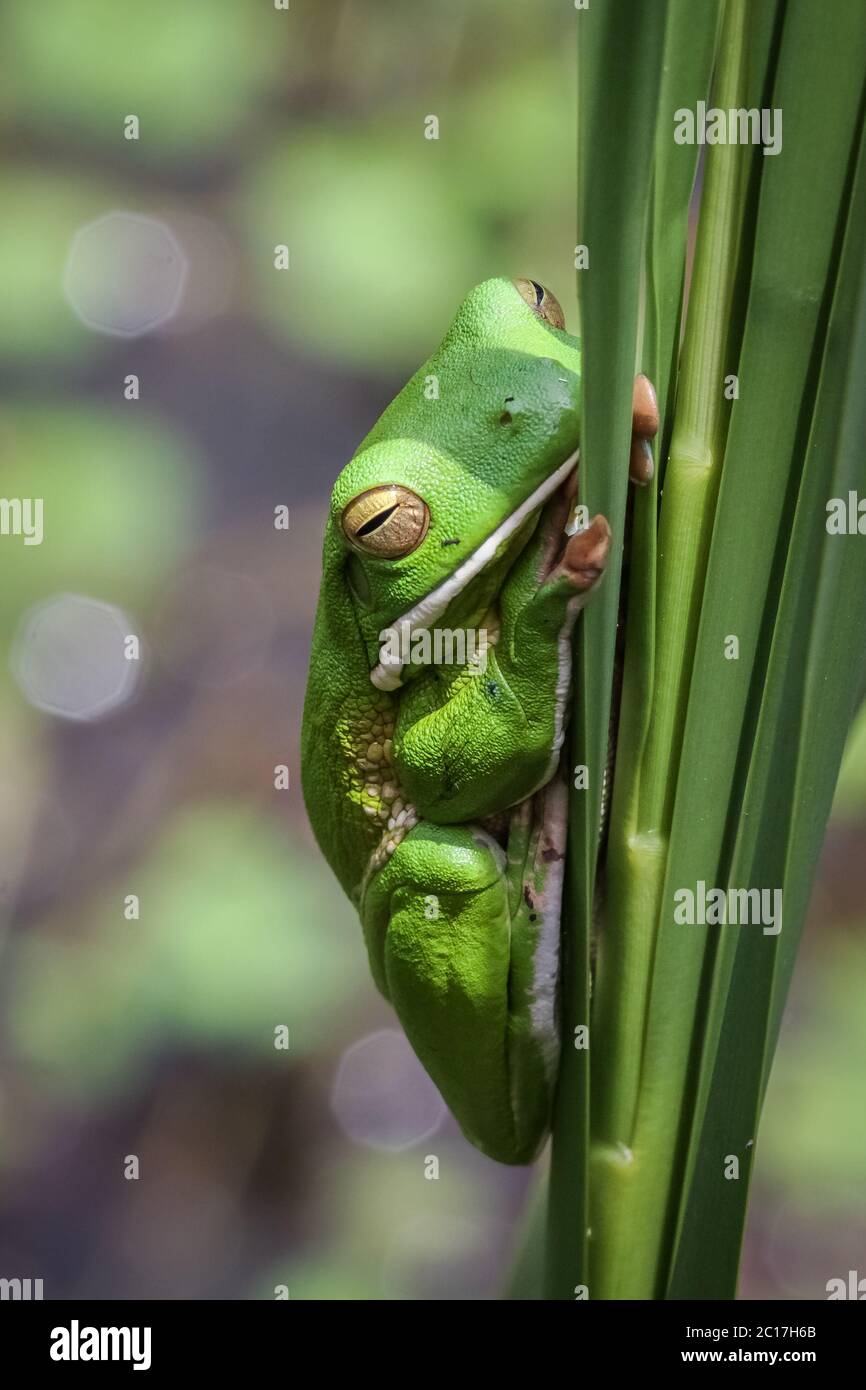 Tree frog on palm hi-res stock photography and images - Alamy