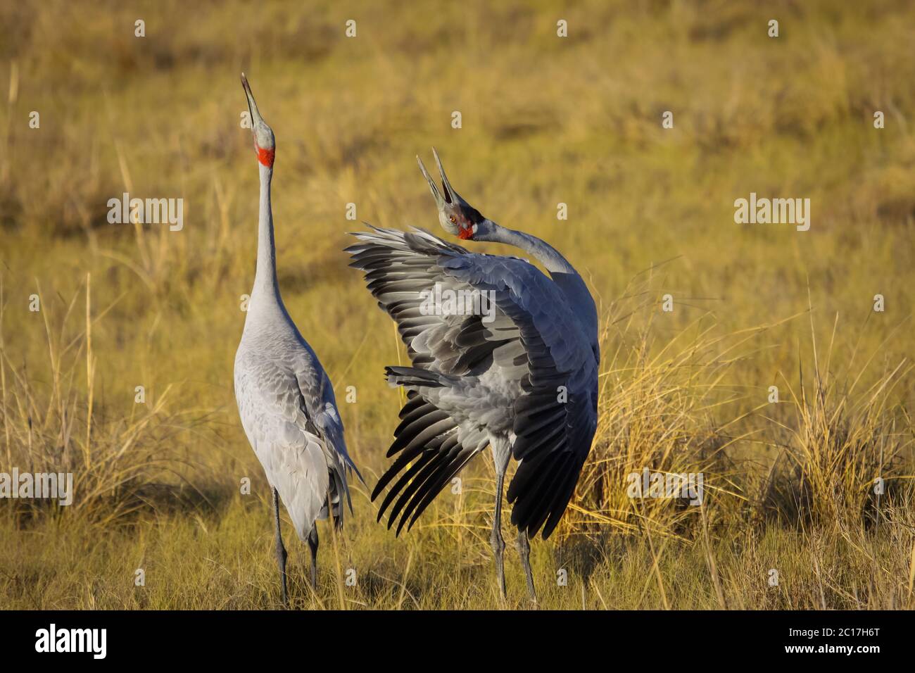 Courtship behavior of Brolgas in Karumba, Queensland, Australia Stock ...