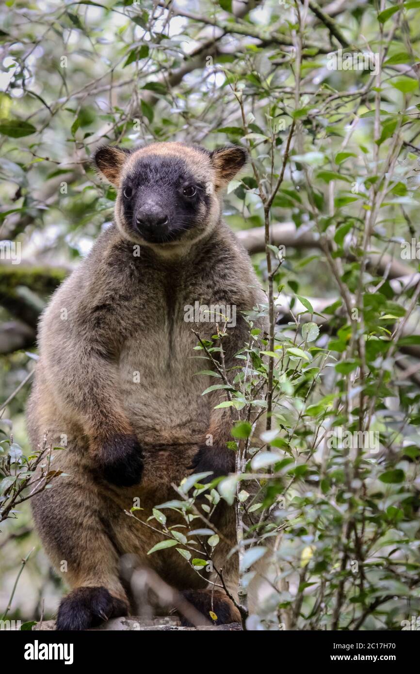 Close up of a very rare Lumholtz tree kangaroo climbing up a tree in ...