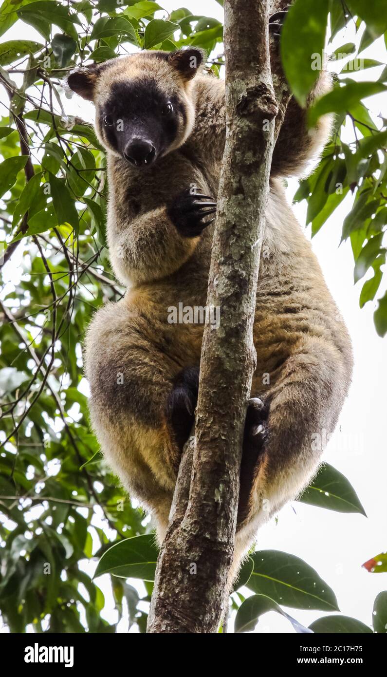 Close up of a very rare Lumholtz tree kangaroo climbing up a tree in ...