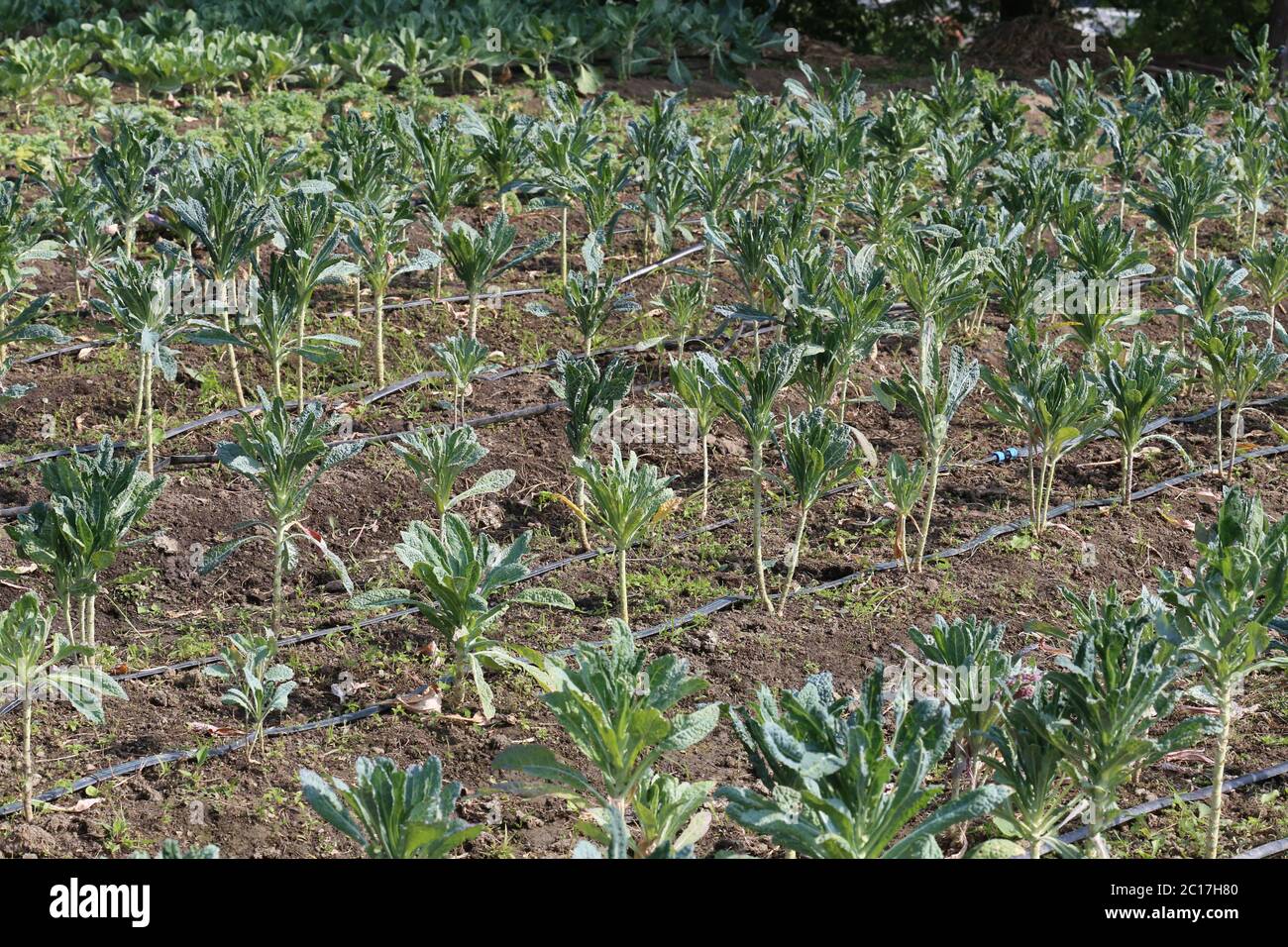 Growing farm field of crops Stock Photo - Alamy