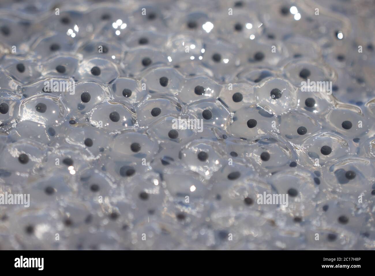 Frog Toad Spawn Texture Macro Bright Mountain Light Stock Photo - Alamy